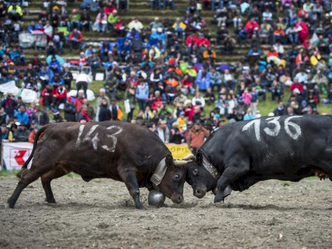 Wachsender Medienrummel um Eringer-Kuhkämpfe im Wallis | 1815.ch