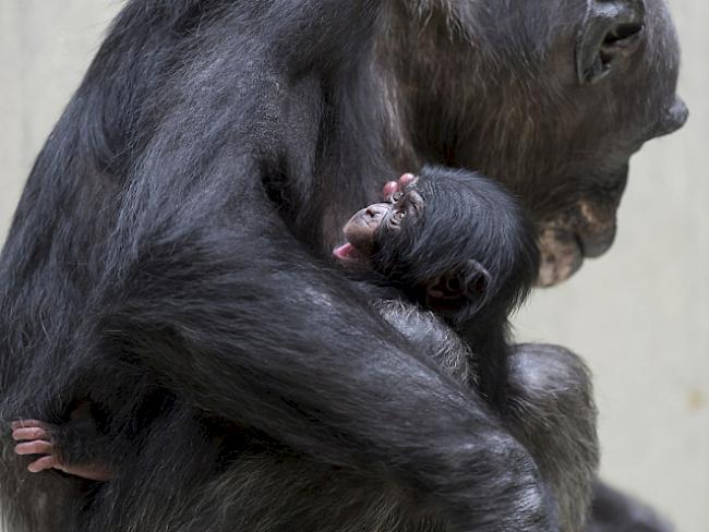 Schimpansen-Nachwuchs im Zoo Basel | 1815.ch