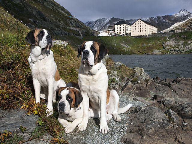 Bernhardiner kehren ihrer Heimat den Rücken | 1815.ch