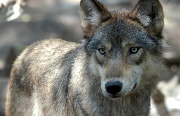 Calanda-Wolf im Goms aufgetaucht | 1815.ch
