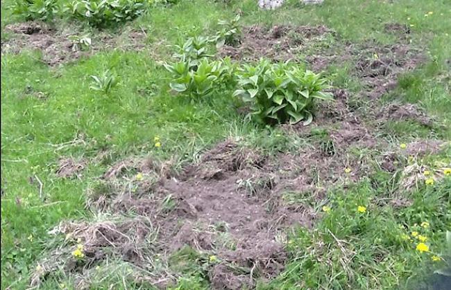 Umgepflügtes Gebiet Eingangs Turtmanntal