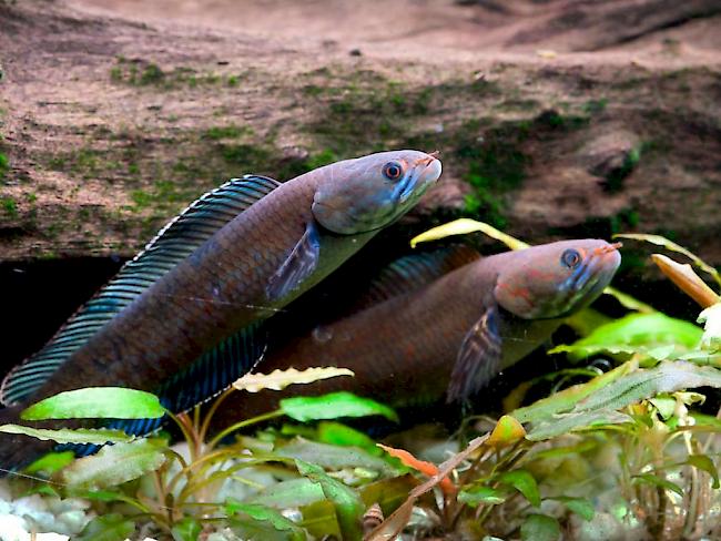 Niesender Affe und laufender Fisch im Ost-Himalaya entdeckt | 1815.ch