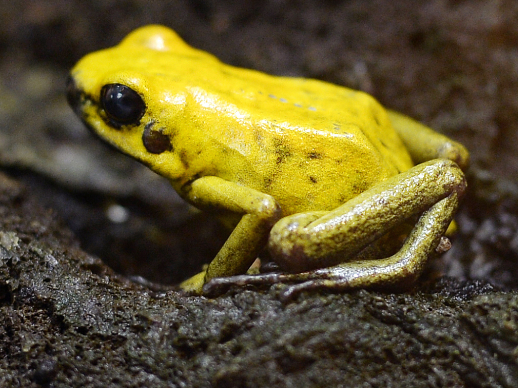 Die Vielfalt der Amphibien fasziniert | 1815.ch