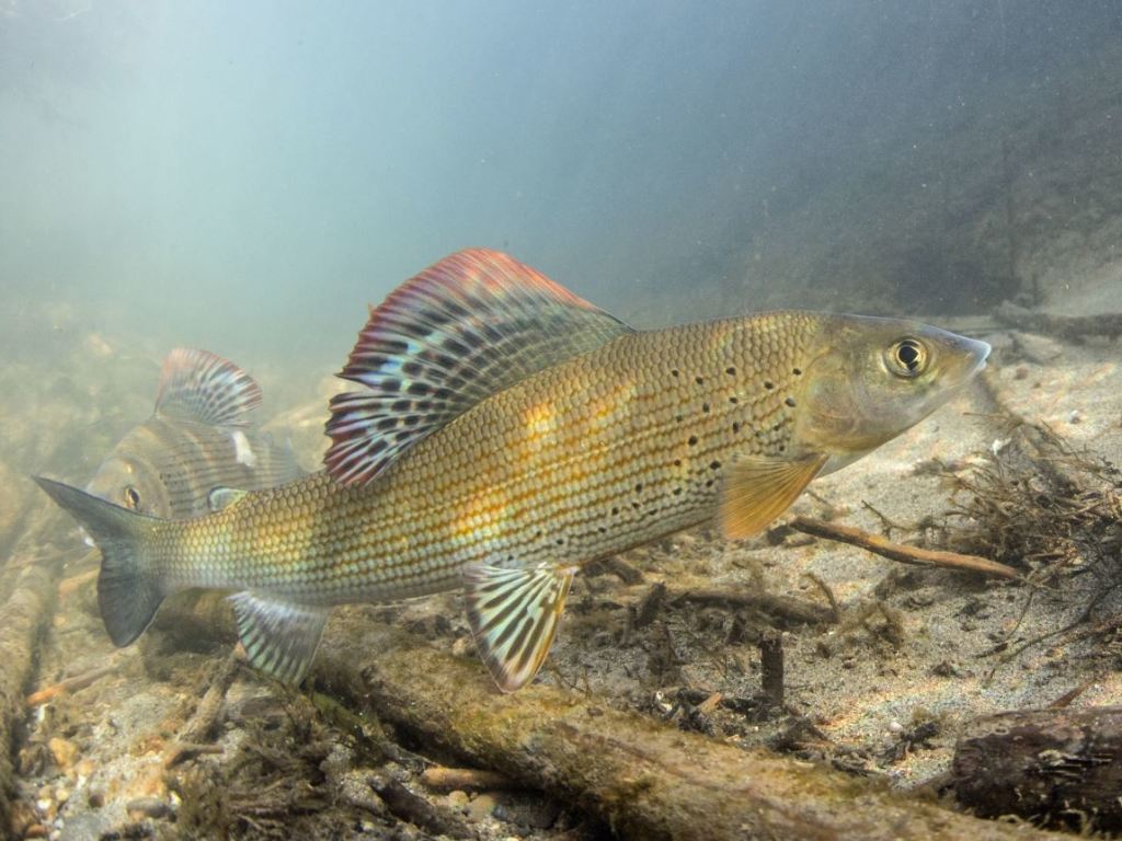 Schön, sensibel und bedroht: Die Äsche ist Fisch des Jahres 2016 | 1815.ch