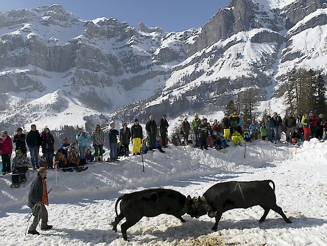 «Patma» ist die Königin der Ringkuhkämpfe im Schnee | 1815.ch