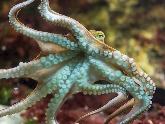 Aquarium feiert ausgebüchsten Krake "Inky" als Genie | 1815.ch