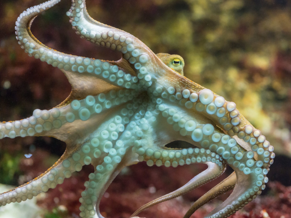 Aquarium feiert ausgebüchsten Krake "Inky" als Genie | 1815.ch