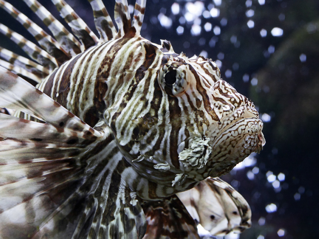 Exotische Rotfeuerfische breiten sich im Mittelmeer aus | 1815.ch