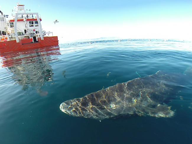 Grönlandhaie werden über 400 Jahre alt | 1815.ch
