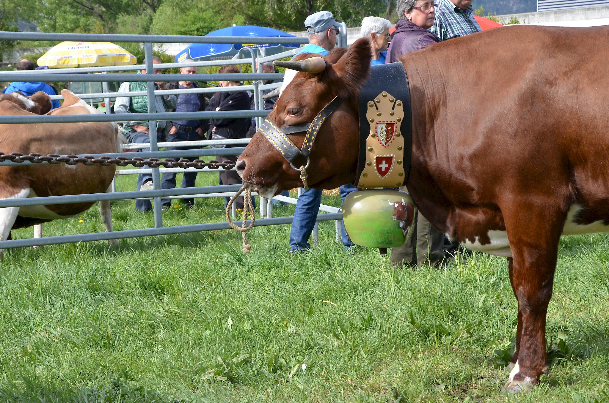 Eine charakterstarke Rasse | 1815.ch