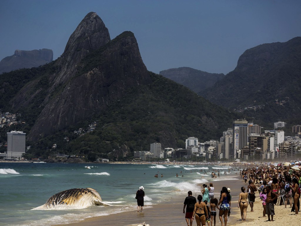 30-Tonnen-Wal am Strand in Rio de Janeiro angespült | 1815.ch