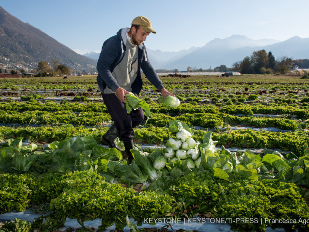 Viel Licht und wenig Schatten 2017 bei den Schweizer Bauern | 1815.ch