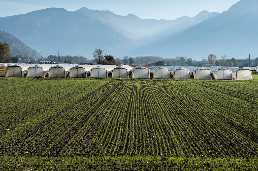 Die Gemüseproduzenten treten aus dem Bauernverband aus | 1815.ch
