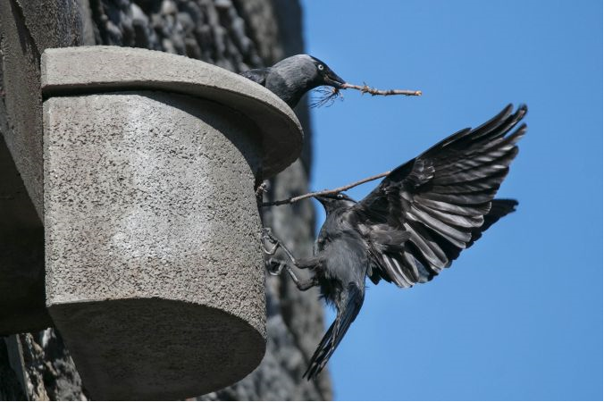 Dohlen haben sich eingenistet | 1815.ch