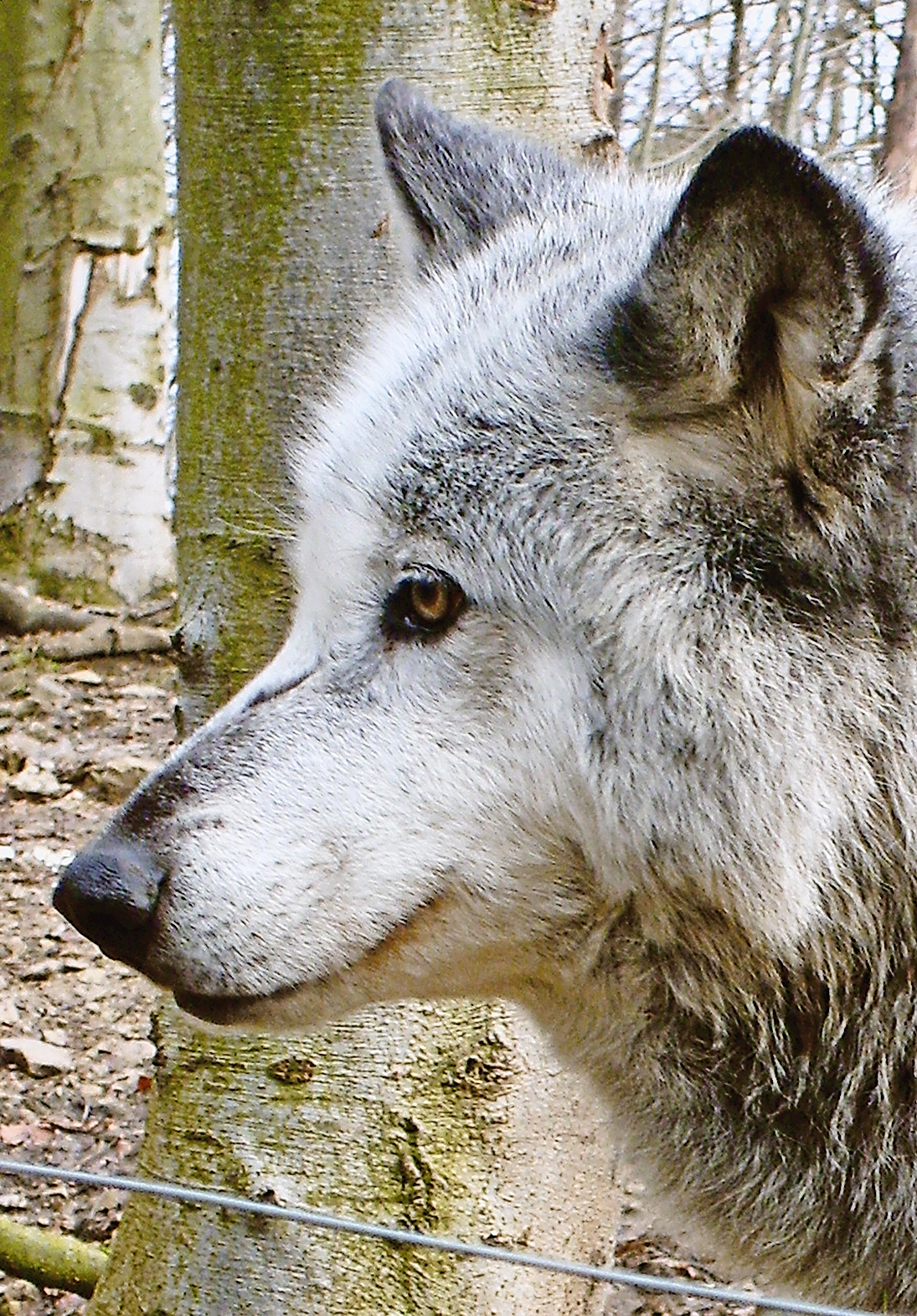 «Wolf-Safari» als Touristenmagnet im Wallis? | 1815.ch