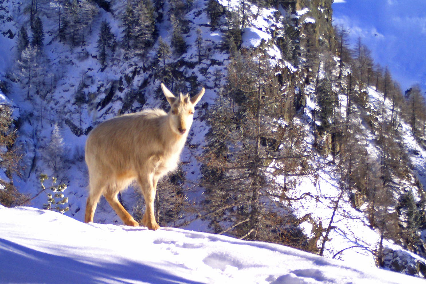 Schneeweisses Gamskitz im Oberwallis entdeckt | 1815.ch