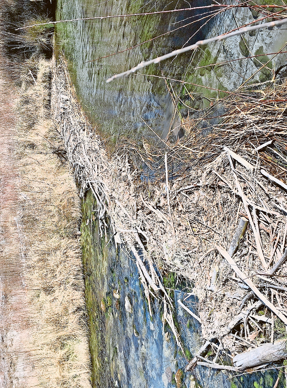 Grosser Biberdamm im Pfynwald | 1815.ch