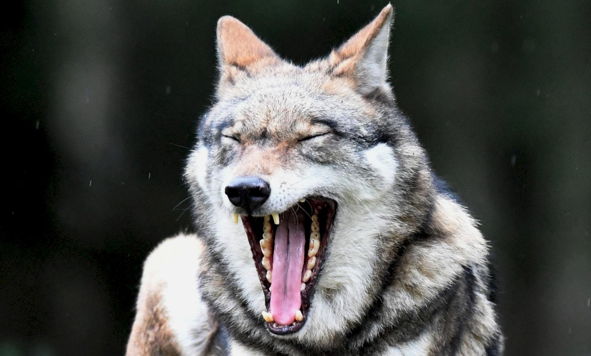 Wolf riss zwei Ziegen | 1815.ch Wolf riss zwei Ziegen | 1815.ch